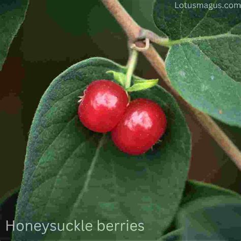 Are Honeysuckle Berries Edible Types Easy To Identify