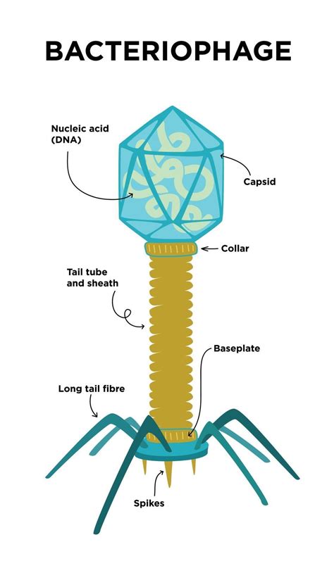 Flat Illustration Of Bacteriophage Structures And Anatomy 2223232 Vector Art At Vecteezy