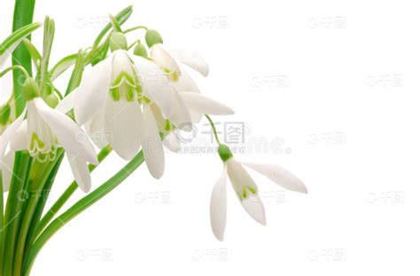 背景高清图片 雪滴 雪滴图片免费下载 5084291725 千图网pro