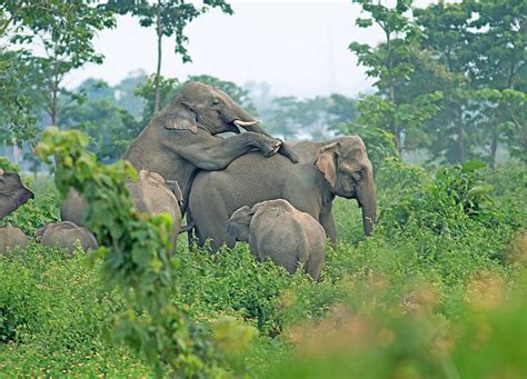 How Do Elephants Mate