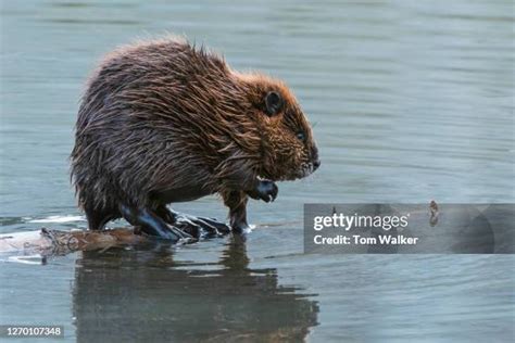 Beaver Alaska Photos And Premium High Res Pictures Getty Images