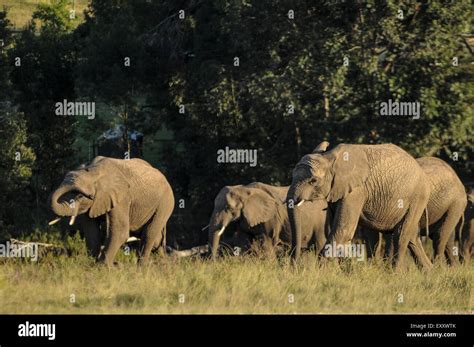 How Do Elephants Walk At Ellen Unger Blog