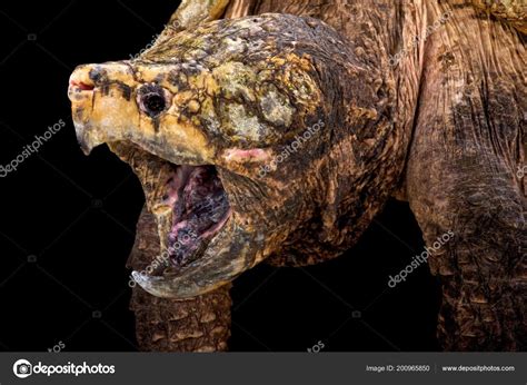 Alligator Snapping Turtle Tongue