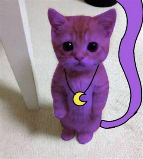 The Color Purple Things To Make Out Of The Colour Purple Cute Cats