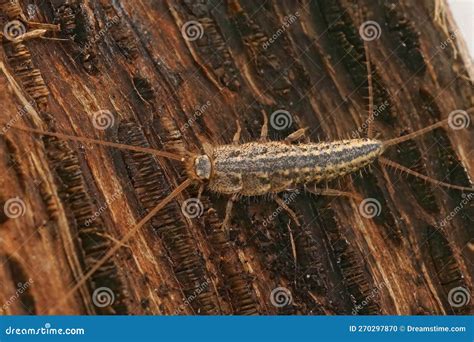 Closeup On The Four Lines Silverfish Ctenolepisma Lineatum Sitting On