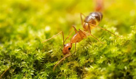 Common Ants In Georgia How To Identify Them
