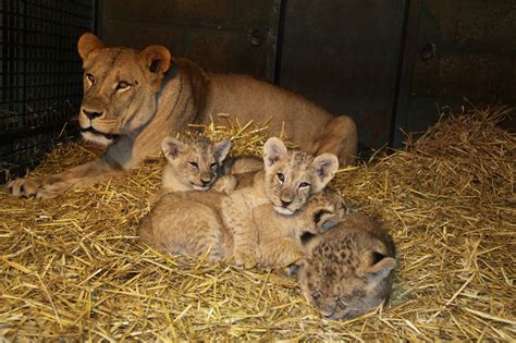 Lion Cub Quotes Quotesgram