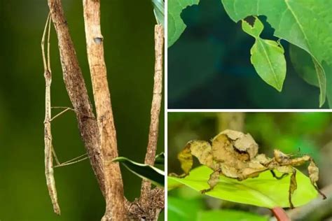 Evolution Of Insect Communication From Signaling To Songs Nature Roamer