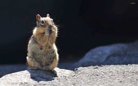 🔥 50 Cute Squirrel Wallpapers Wallpapersafari