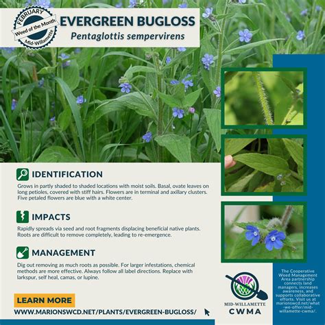 Weed Of The Month Evergreen Bugloss Marion Swcd