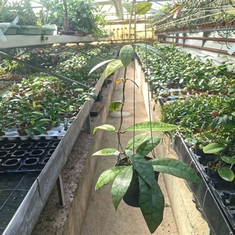 Hoya Callistophylla Cv Long Leaf Uhlig Kakteen Más Que 5 000
