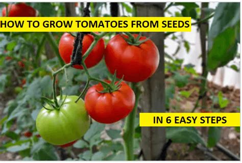 Tomatoes Growing From Seed