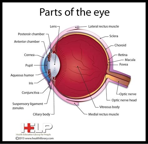 What Are The Names Of The Eye Parts At Luis Becker Blog