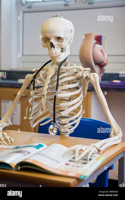 Skeleton Science Classroom Empty Remote Learning Education Teach