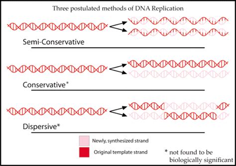 Dna Replication Easy Peasy All In One High School