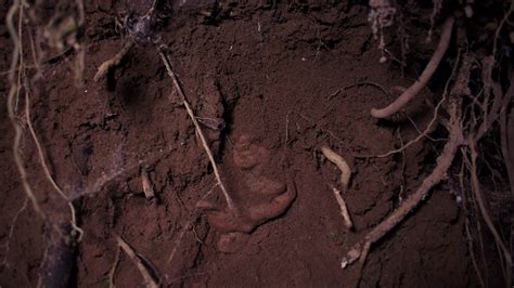 Entrevista A Sofía Peypoch La Tierra Los Altares Mutaciones