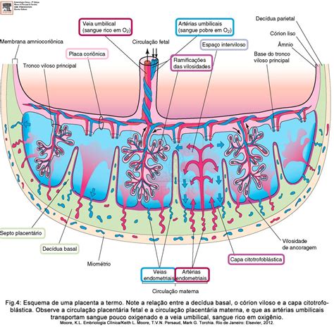 Pin Van Laura Caceres Op Embriologia
