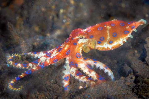 Are Octopuses Venomous Or Poisonous Aquarium Whisperer