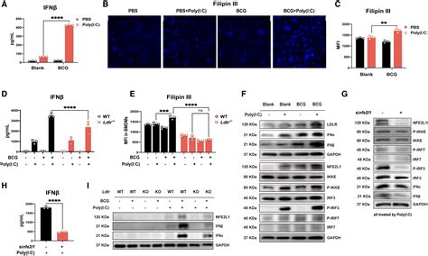 Bcg Trained Macrophages Couple Ldlr Upregulation To Type I Ifn