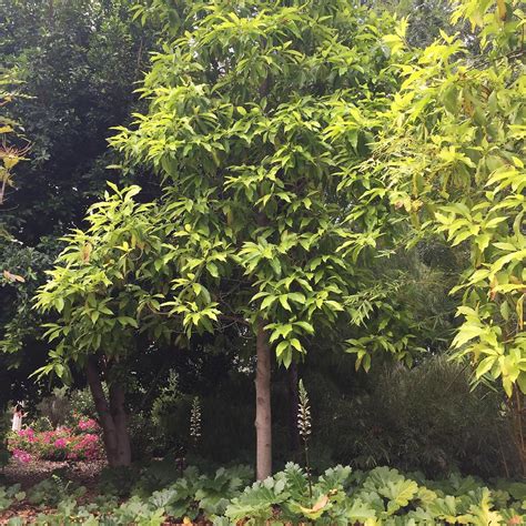 Nursery Products For Sale Treesoutletonline Sacramento 2 5