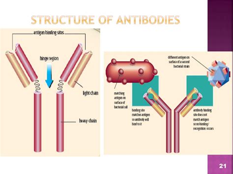 Ppt Introduction To The Immune System Powerpoint Presentation Free