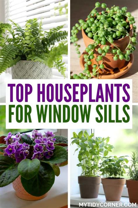 Indoor Plants For Window Sills 12 Easy Care And Beautiful Options