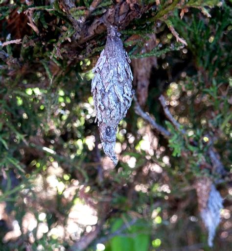 10 Pictures Of Tree Diseases And Pests To Help You Spot Problems