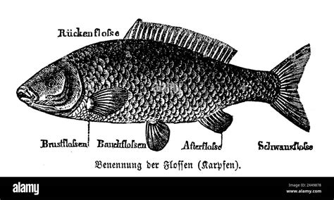 Common Carp Naming Of The Fins Cyprinus Carpio Anonym Karpfen