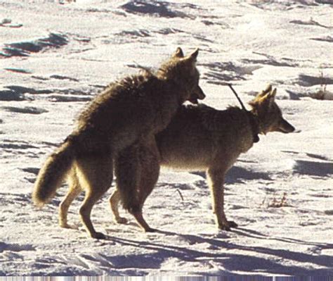 True Tales Of Animal Sex