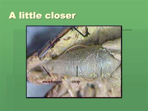 Ppt Dissection Of A Grasshopper Powerpoint Presentation Free