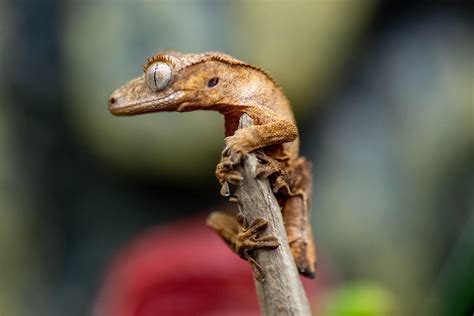 Crested Gecko Care Diet And Housing Guide