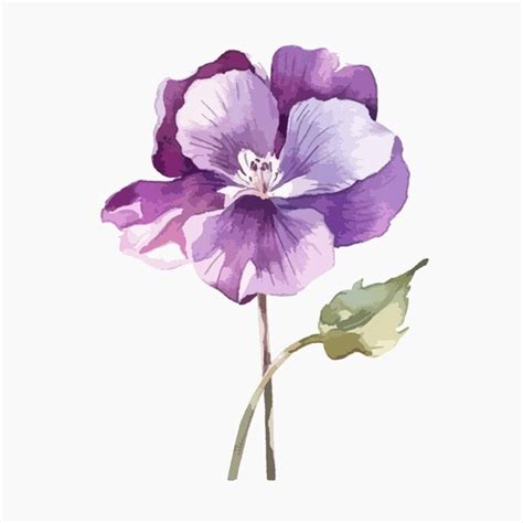 Imagem Delicada De Uma Violeta Em Aquarela Vetor Premium