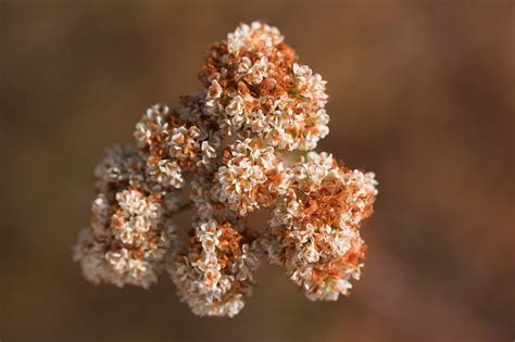 Buckwheats In The Garden California Native Plant Society