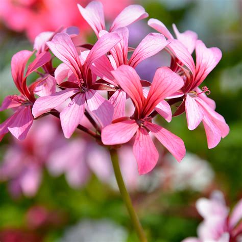 Sweet Sheets Diffuser Blend — Groeikruid Sweet Sheets Diffuser Blend — Groeikruid