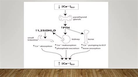 Anatomy Of Parathyroid Gland Pptx