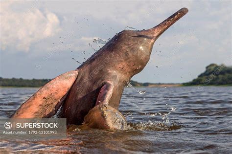 Brazil Amazonas State Amazon River Basin Along Rio Negro Amazon