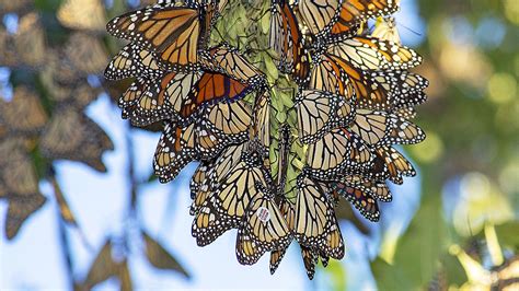 Monarch Butterfly Migration The Great Monarch Butterfly Migration Dyk