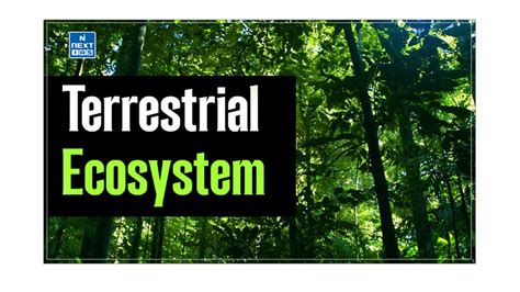 Terrestrial Ecosystem Meaning Types And More