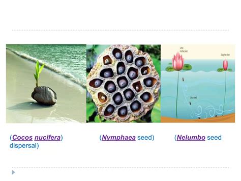 Seed Dispersal Reproductive Biology Of Angiosperms Pptx