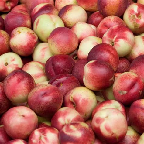 Buy Nectarine Snow Queen Plants Free Shipping Over 150