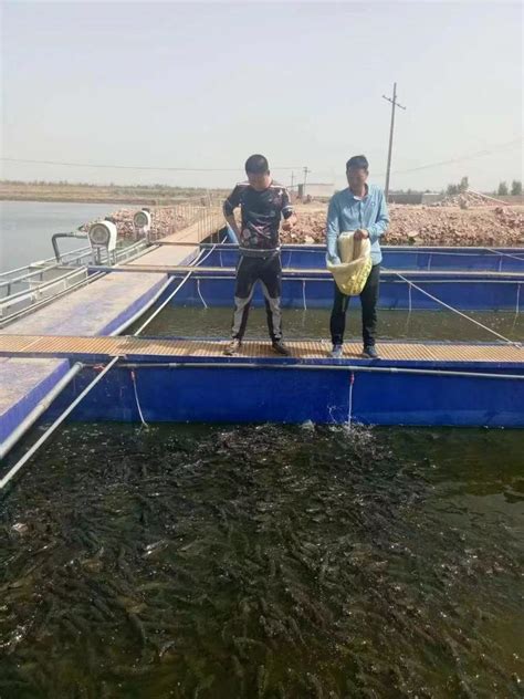 跑道式流水槽养殖 知乎