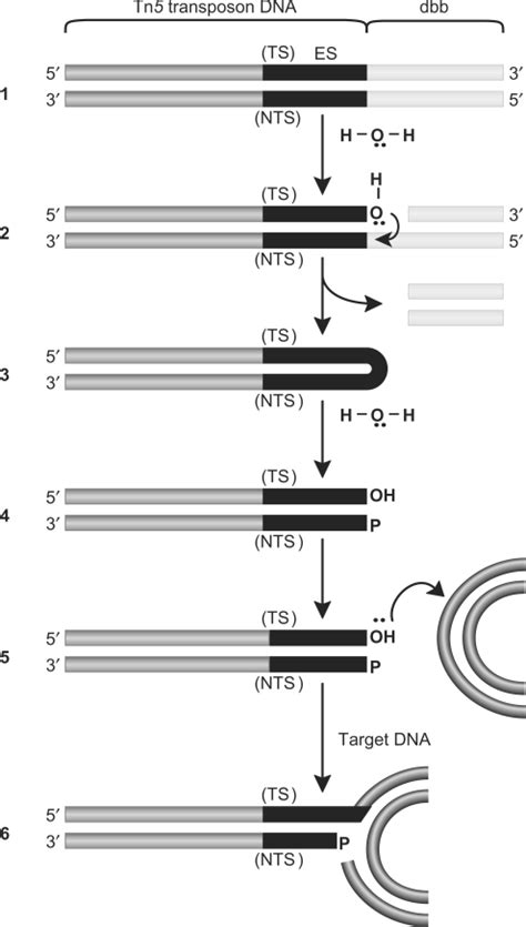 Steps Of Tn5 Transposition A Scheme Depicting Distinct Tn5 Download Scientific Diagram