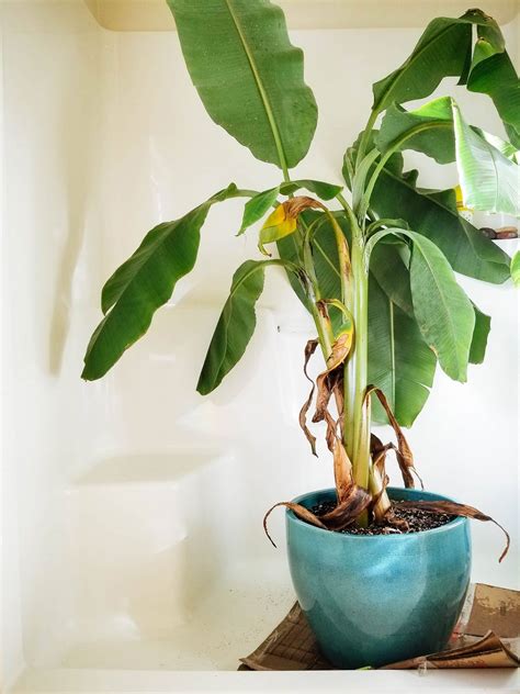 All The Jungle Feels Grow Your Own Banana Plant Indoors Or Outdoors