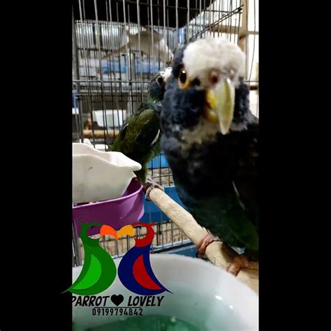 طوطی دوست داشتنی پاینس پیشانی سفید 😘 Youtube