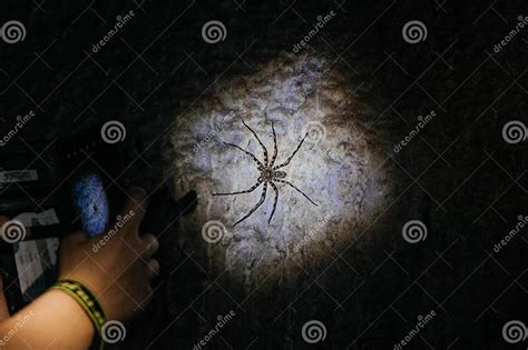 A Person Shines A Flashlight On A Large Spider Resting On A Cave Wall Revealing Intricate