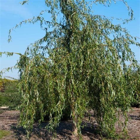 Golden Curls Corkscrew Willow Tree For Sale Fast Growing