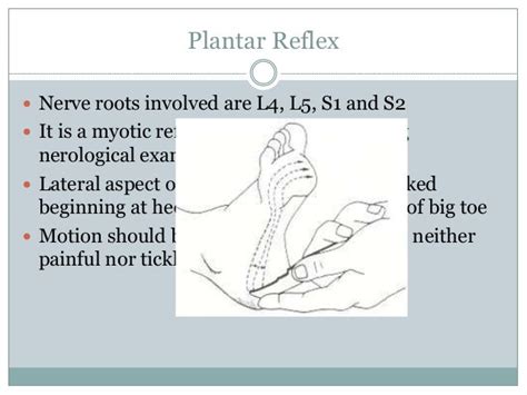 Plantar Reflex