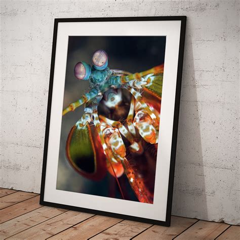 Peacock Mantis Shrimp Poster By Copyright Michael Gerber