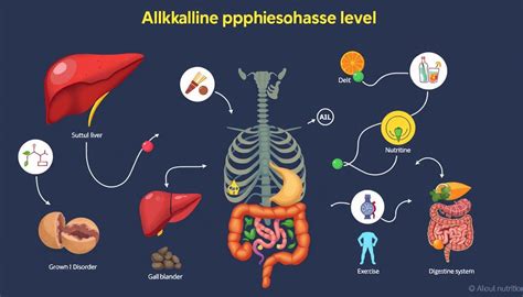 High Alk Phos Blood Work Causes And What To Do Next Dr Nivedita Pandey