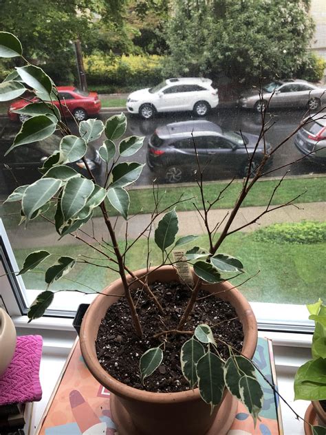 Ficus Benjamina Should I Remove The Dead Tree Or Can I Bring It Back